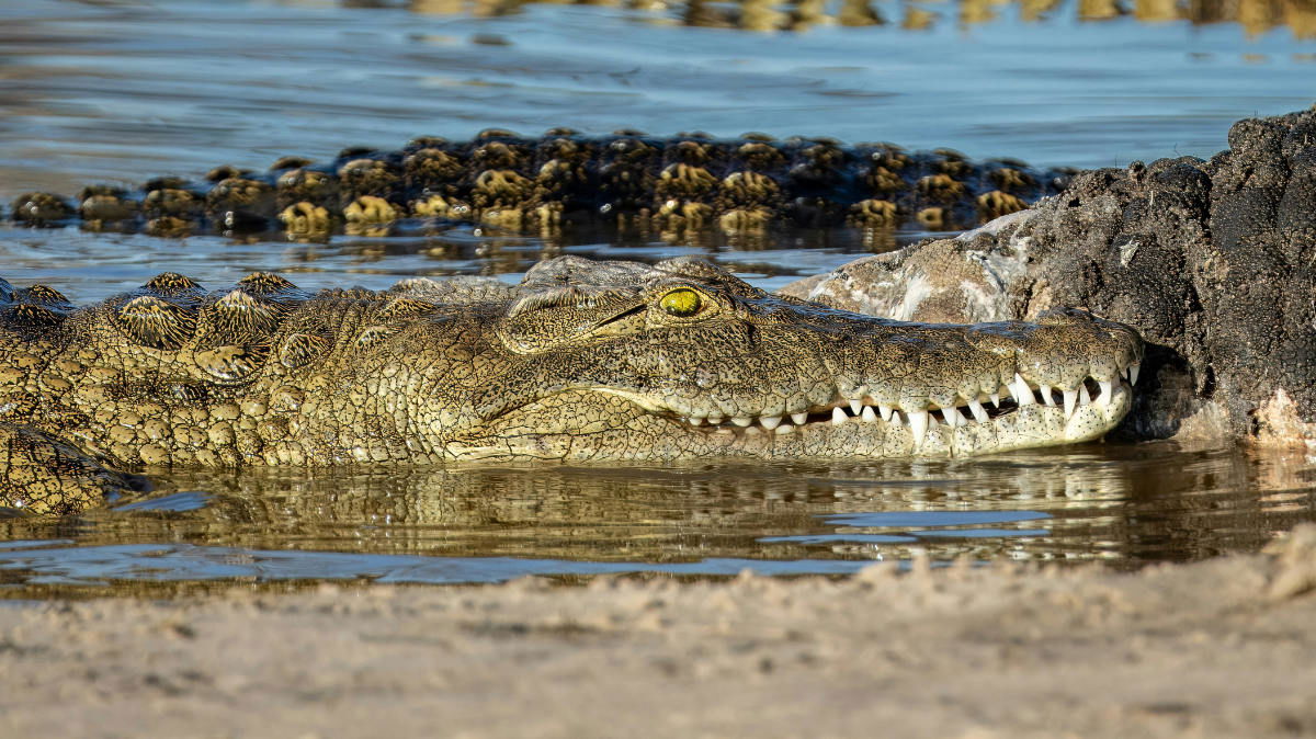 Alligator Population by Country 2025