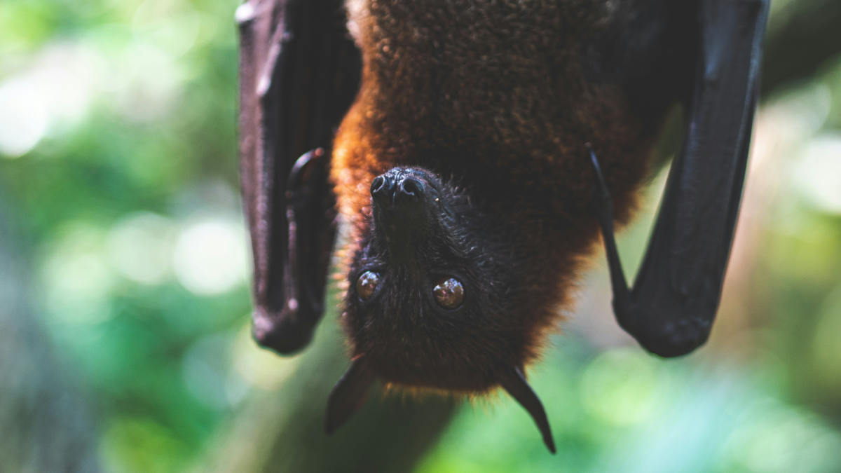 Bat Population by Country 2025