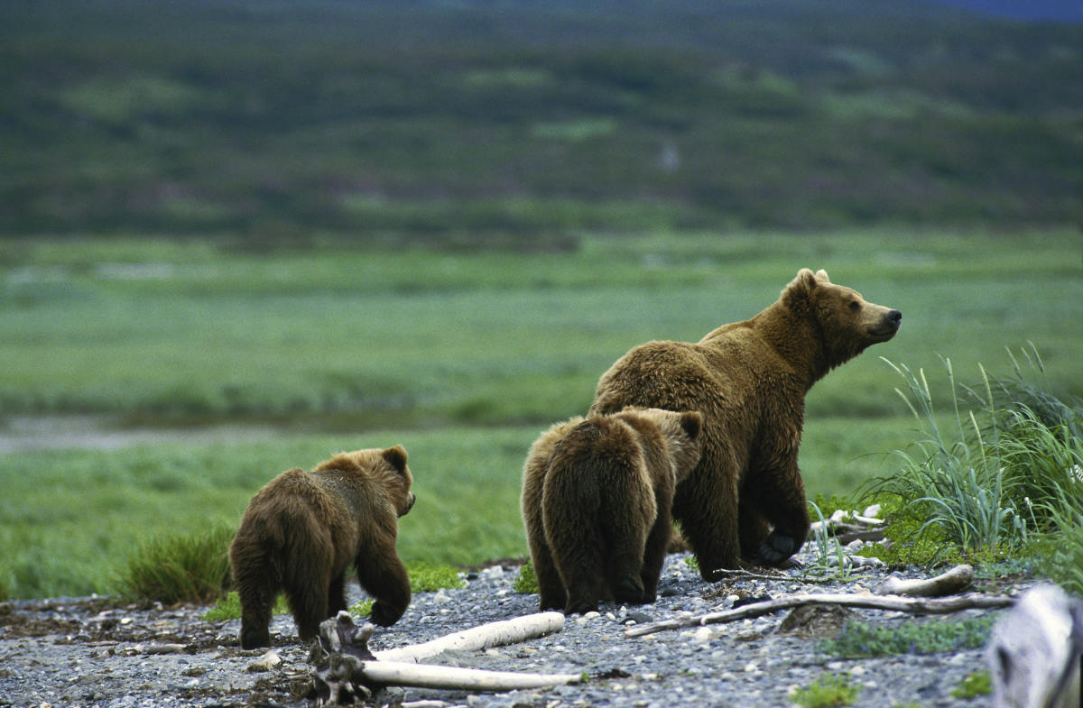 Bear Population by Country 2026