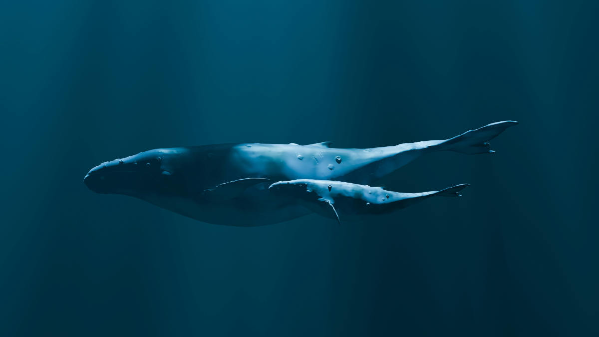 Blue Whale Population by Country 2026