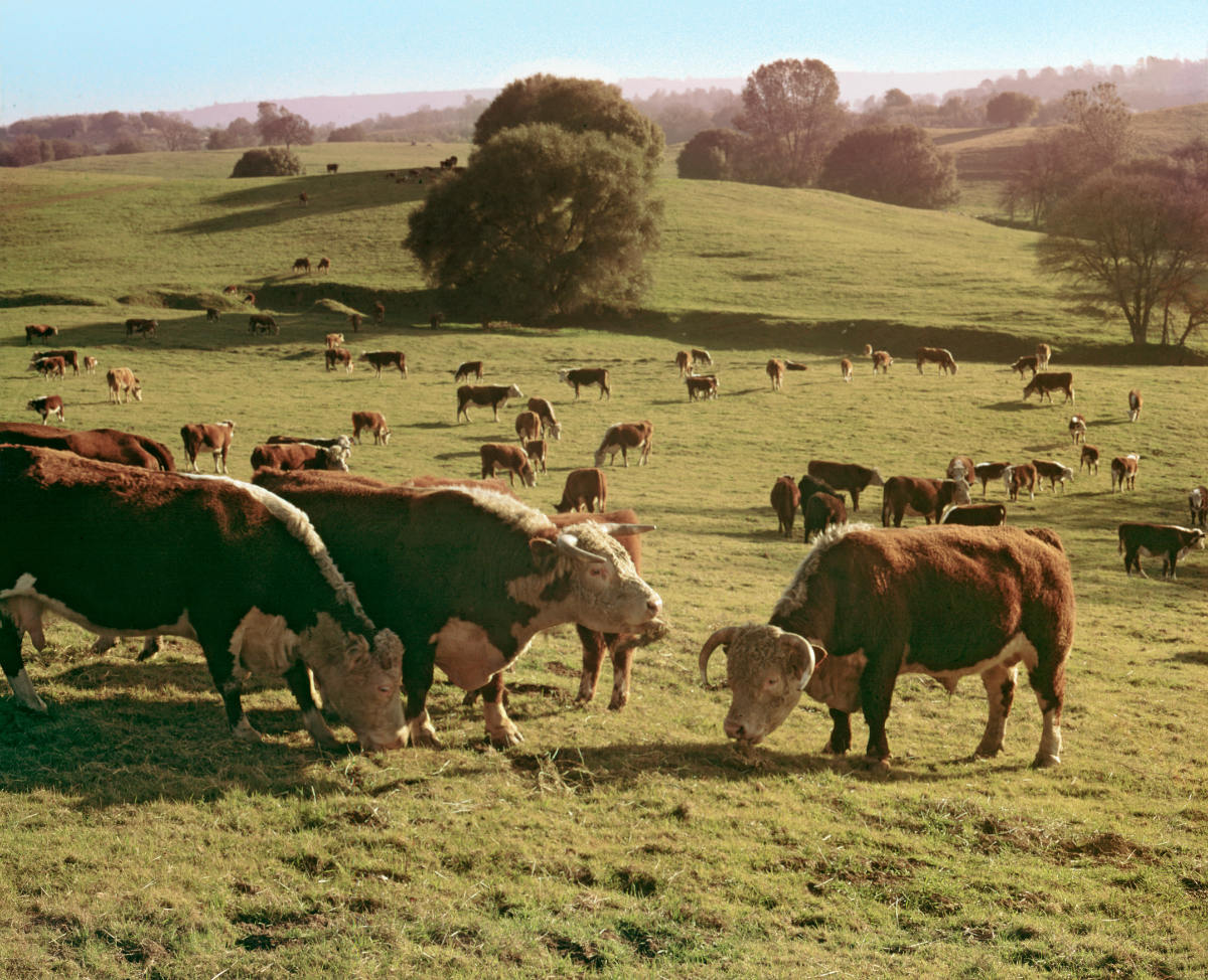 Cattle Population by Country 2026