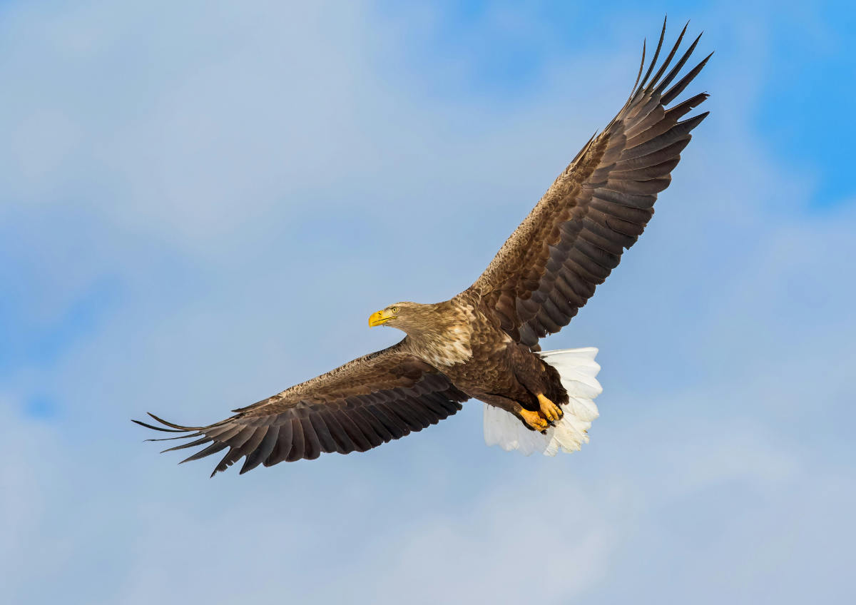 Countries with Eagle Flags 2026