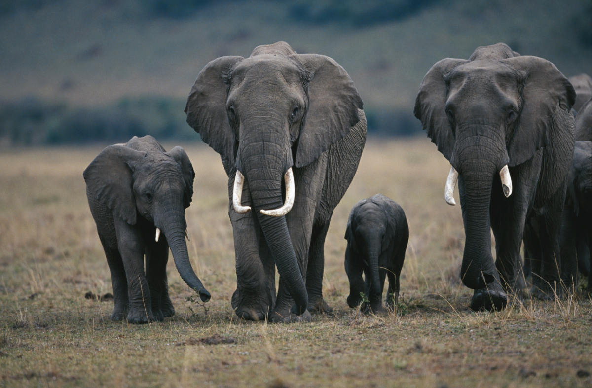 Countries with Elephants 2026