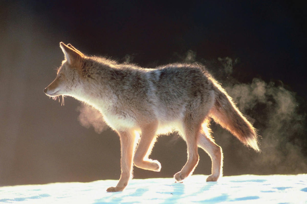 Coyote Population by Country 2026