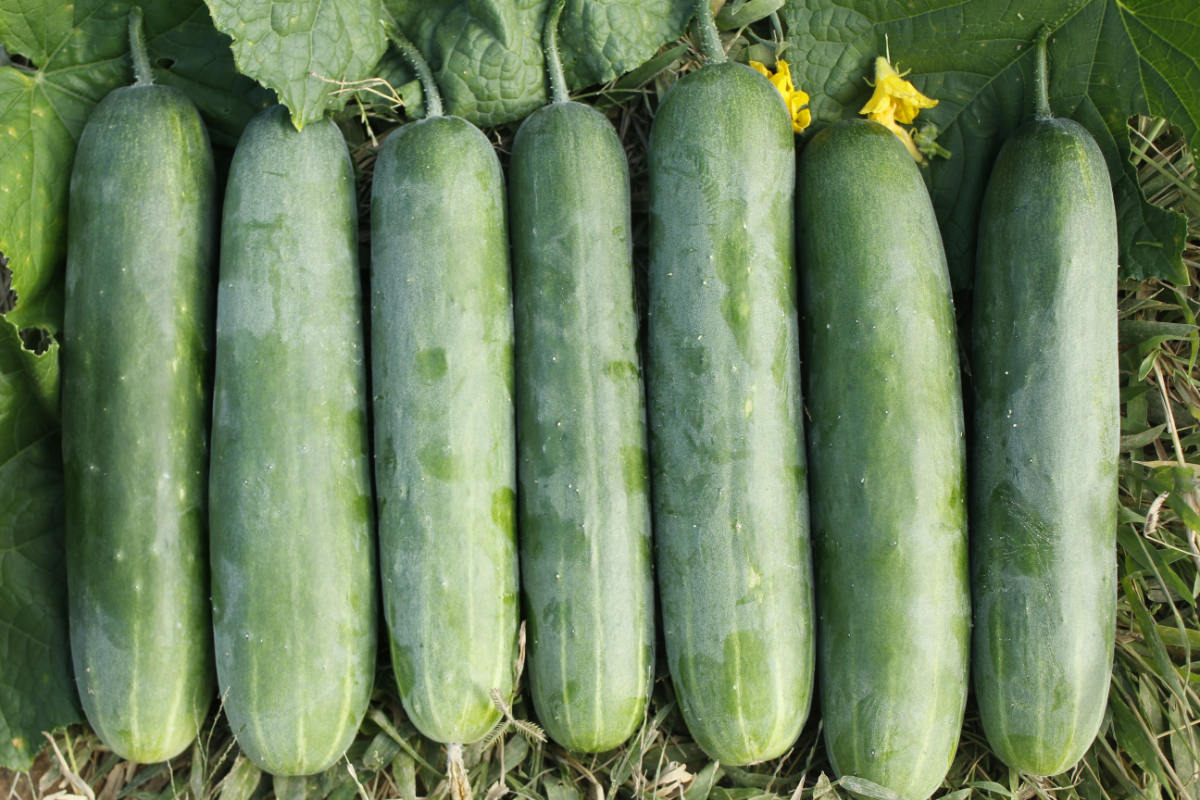 Cucumber Production by Country 2025