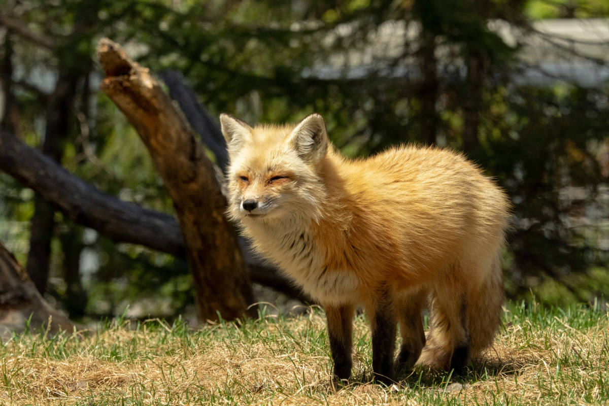 Fox Population by Country 2026