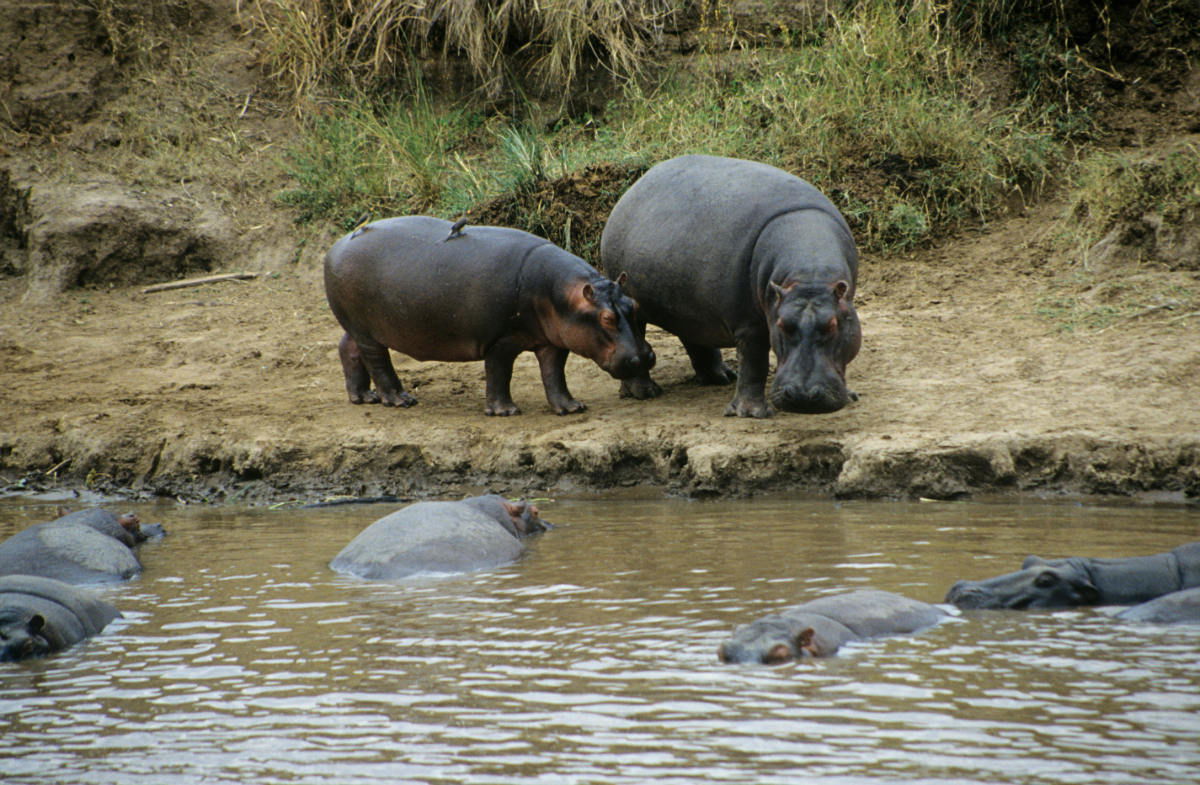 Hippo Population by Country 2026