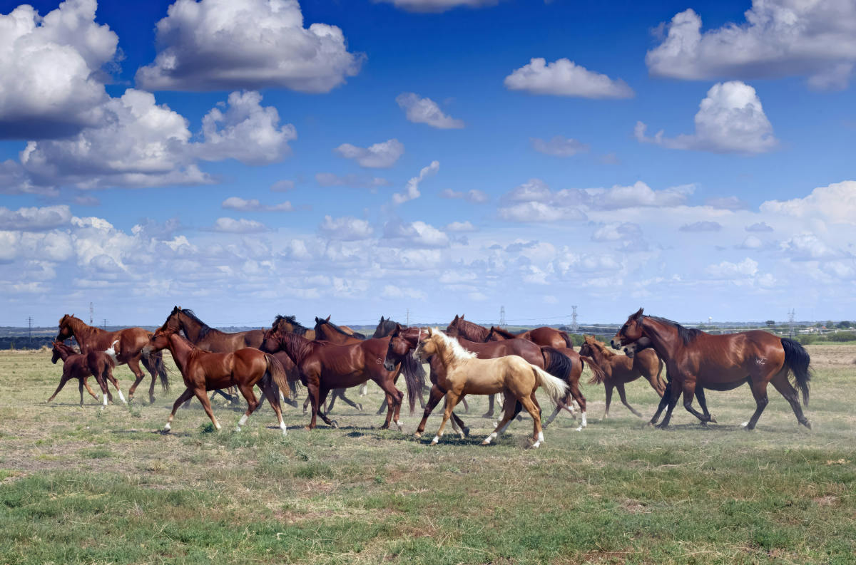 Horse Population by Country 2025