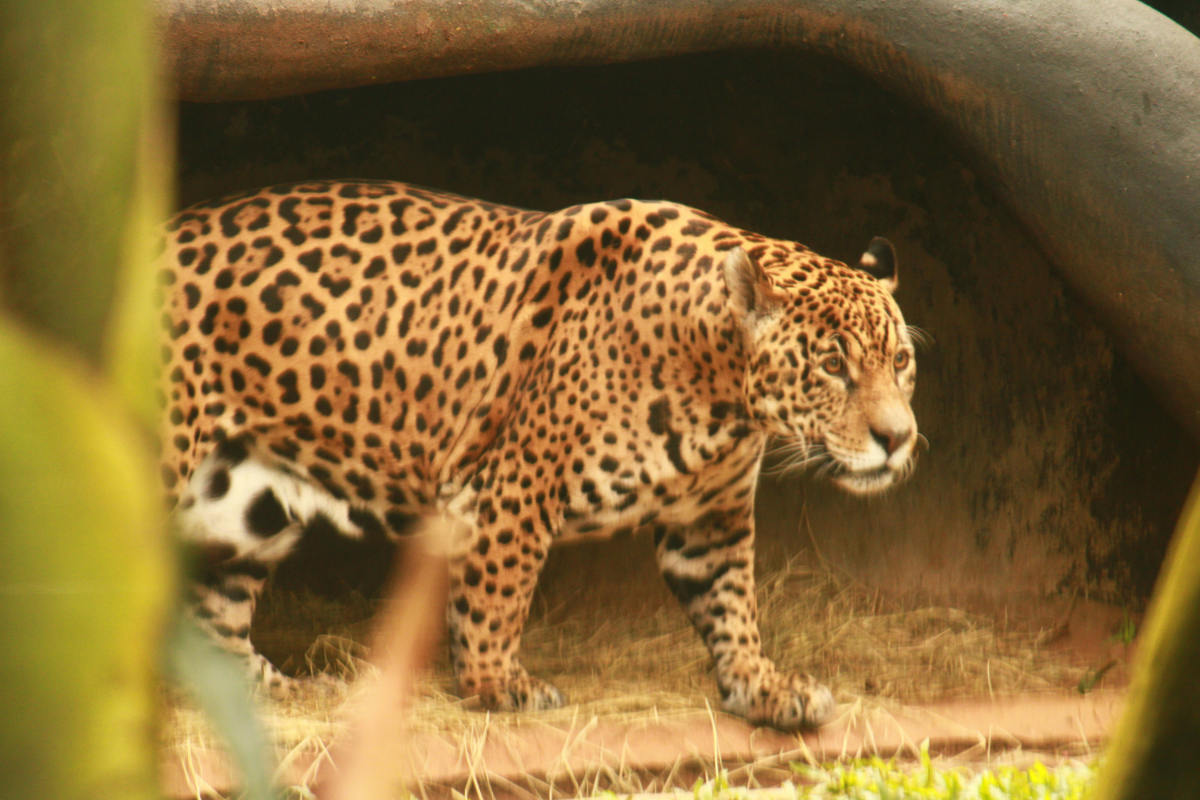 Jaguar Population by Country 2026