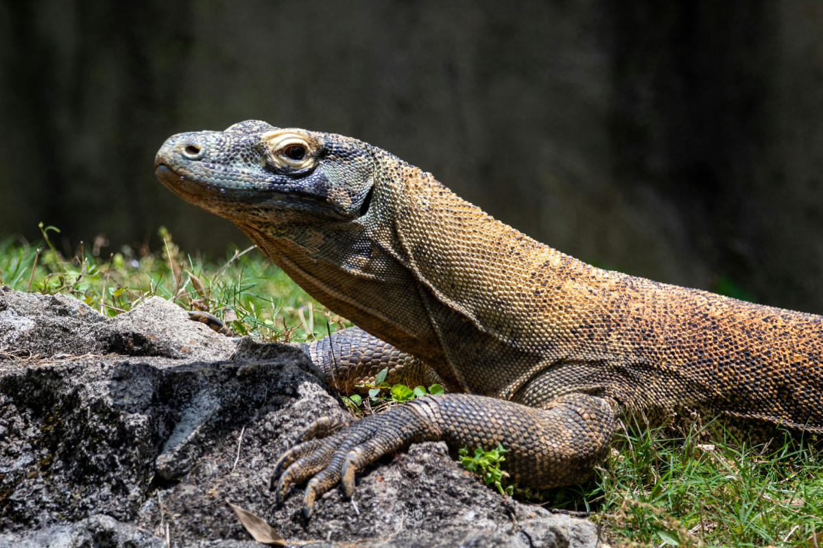 Komodo Dragon Population by Country 2026