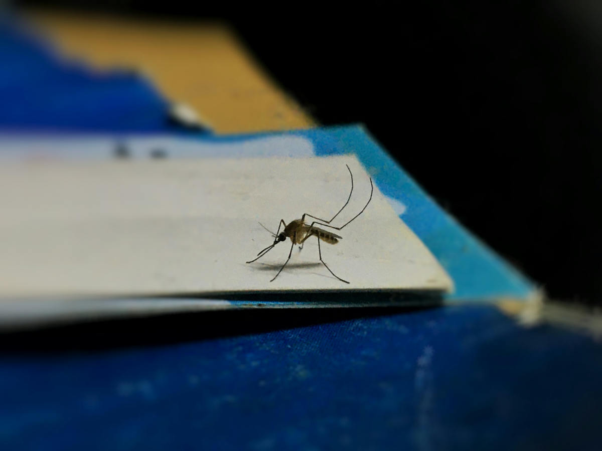Malaria Rate by Country 2026