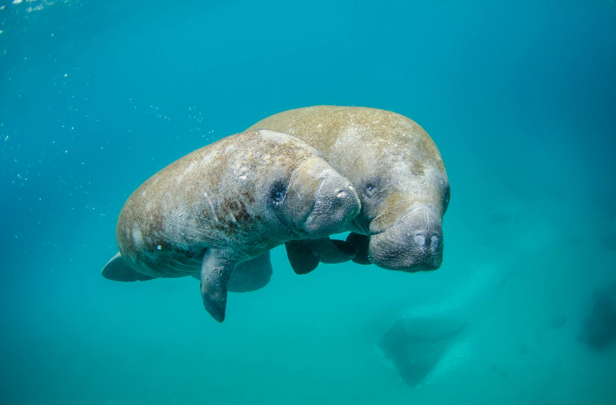 Manatee Population by Country 2025