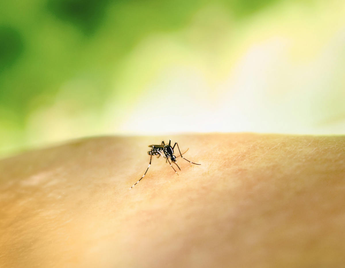Mosquito Deaths by Country 2026