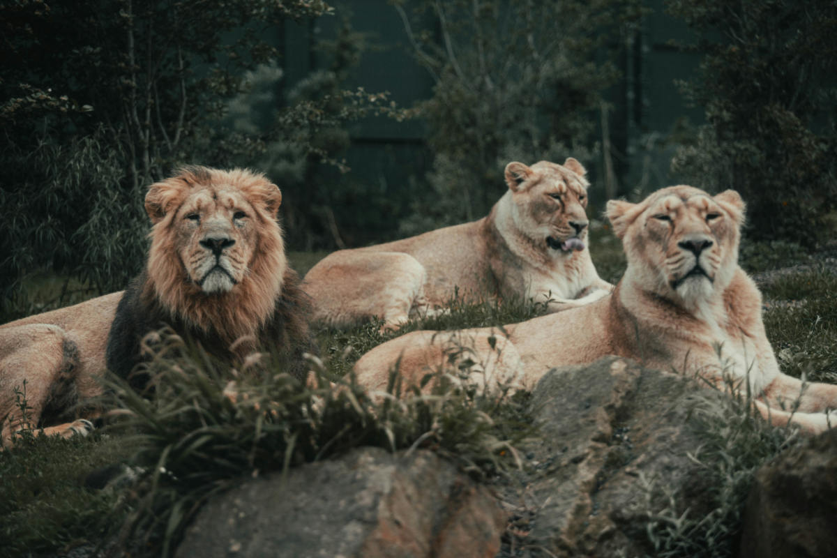 What Are The National Animals Of Countries