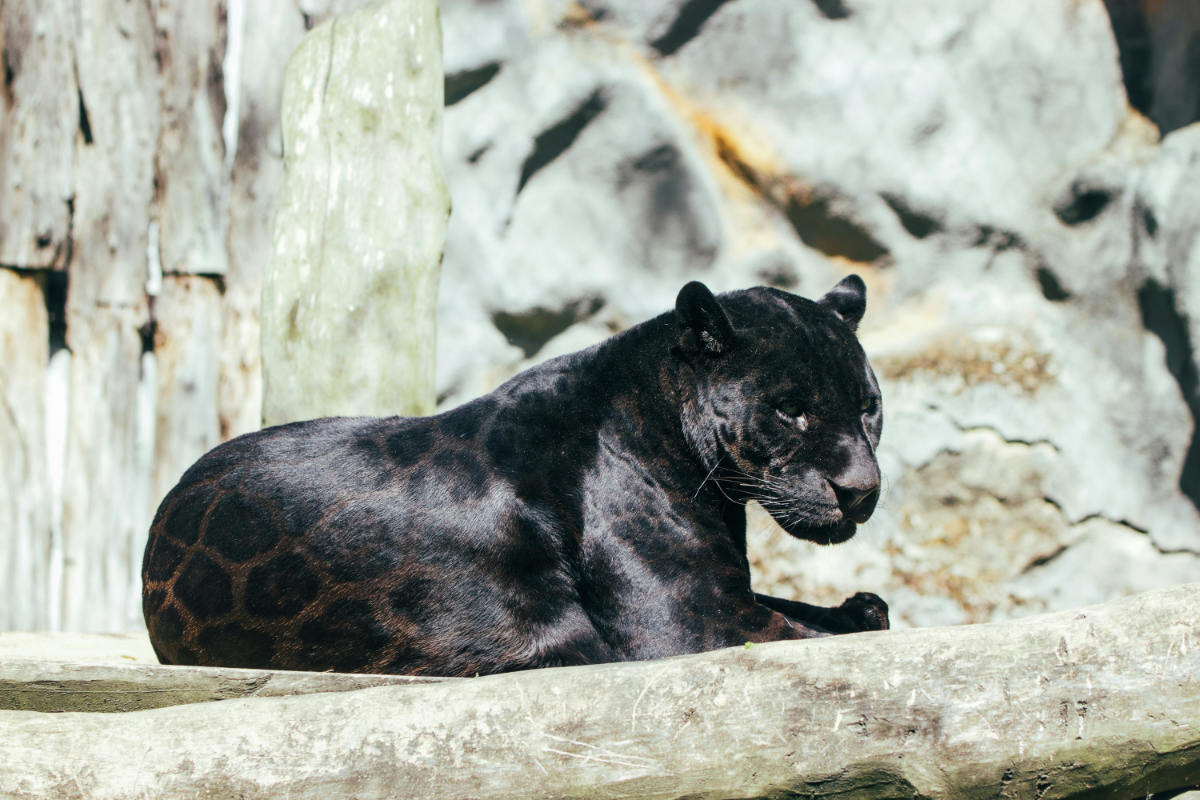 Panther Population by Country 2026