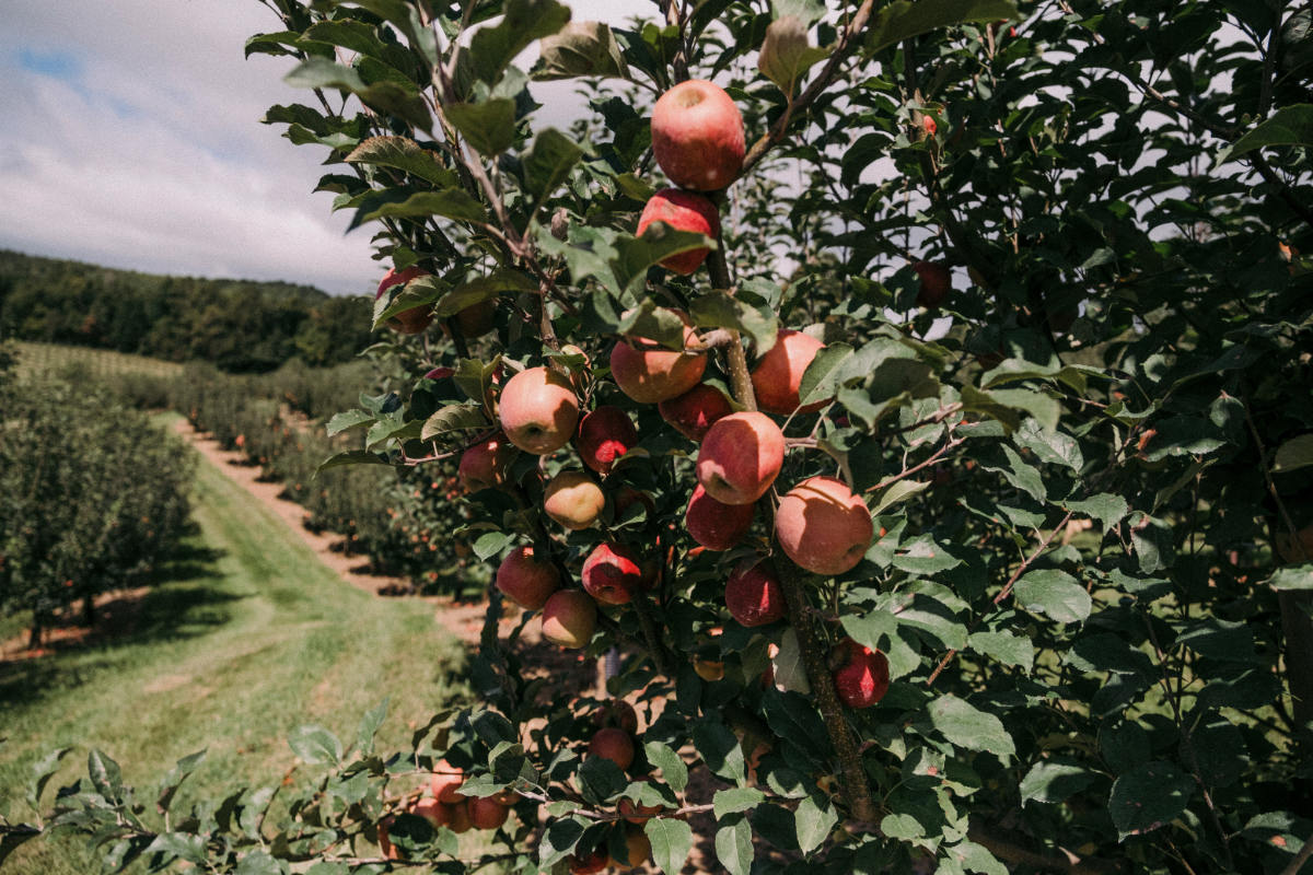 Peach Production by Country 2025