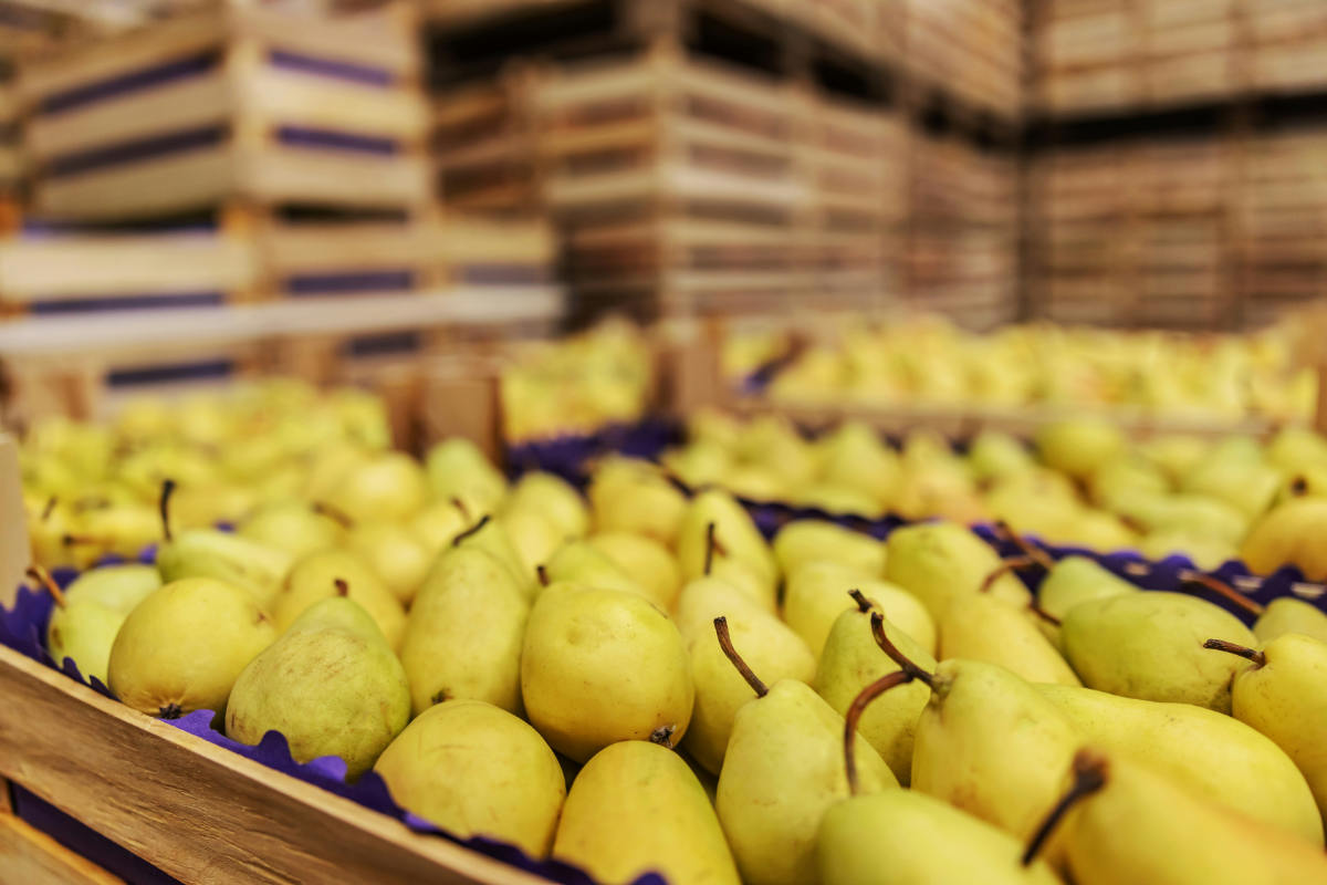 Pear Production by Country 2026