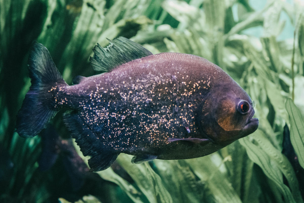 Piranha Population by Country 2026