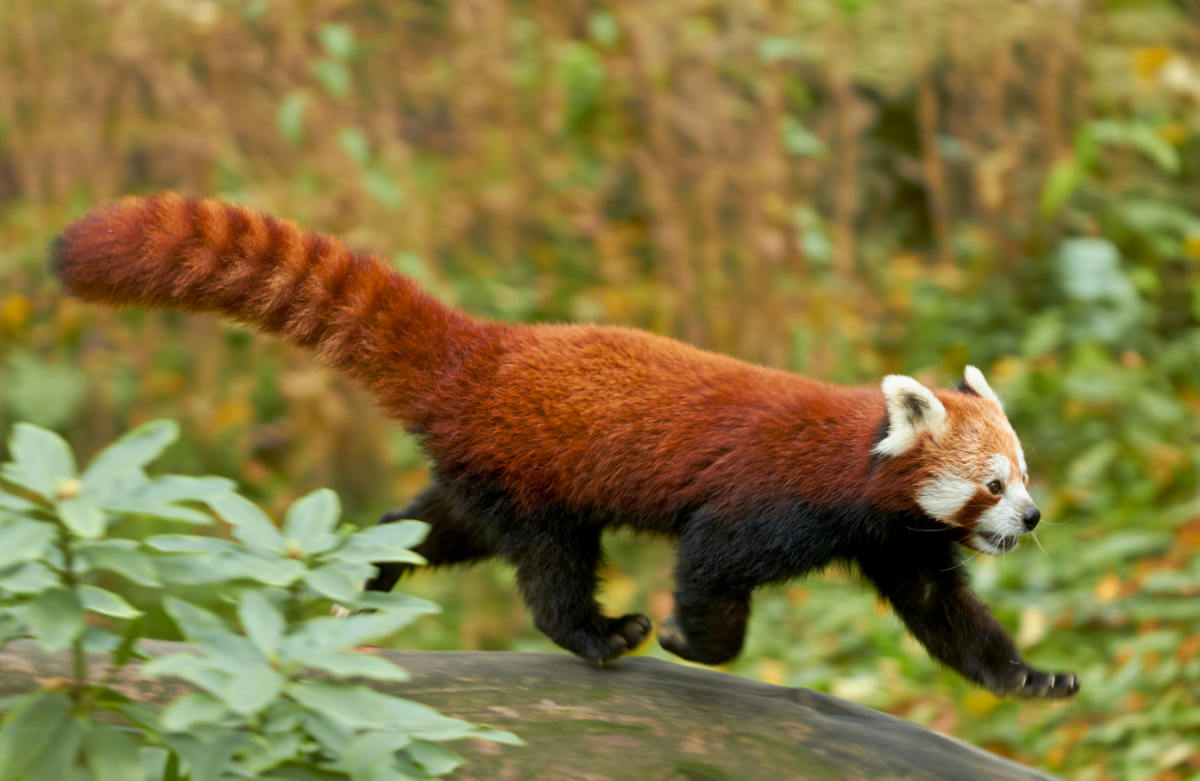 Red Panda Population by Country 2025