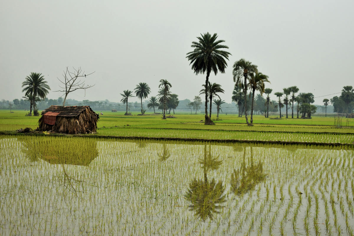 Rice Production By Country 2026