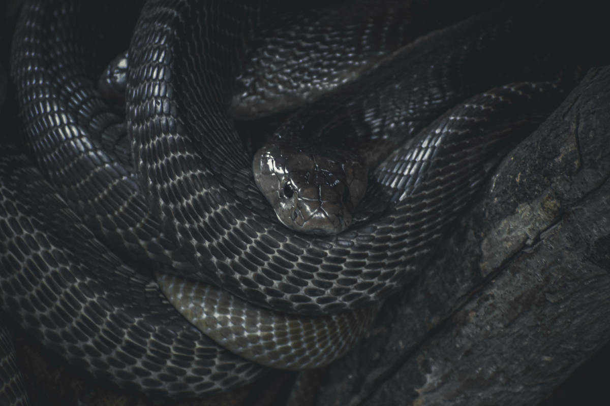 Snake Bite Deaths by Country 2025