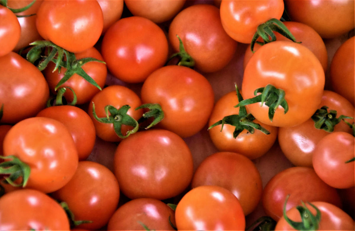 Tomato Production by Country 2026
