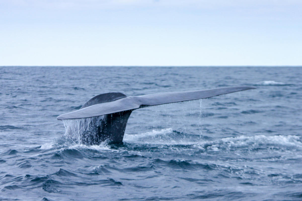 Whaling Countries 2026