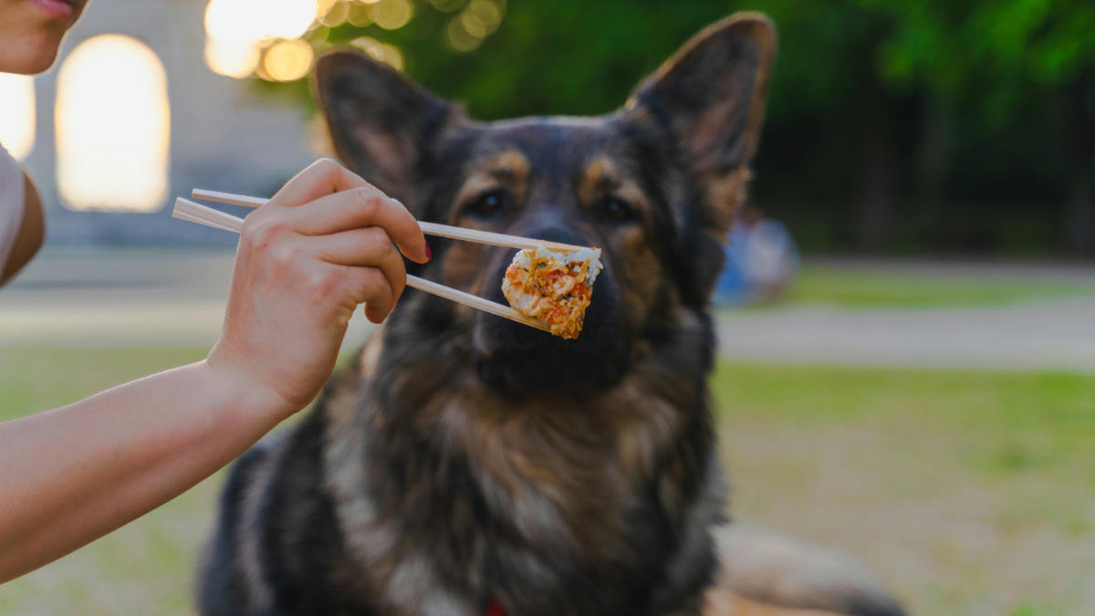 Which Countries Eat Dogs?