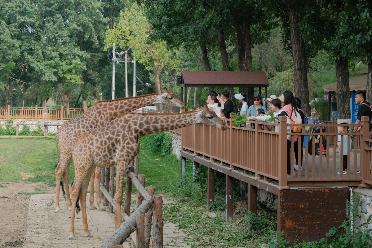 Zoos by Country 2026