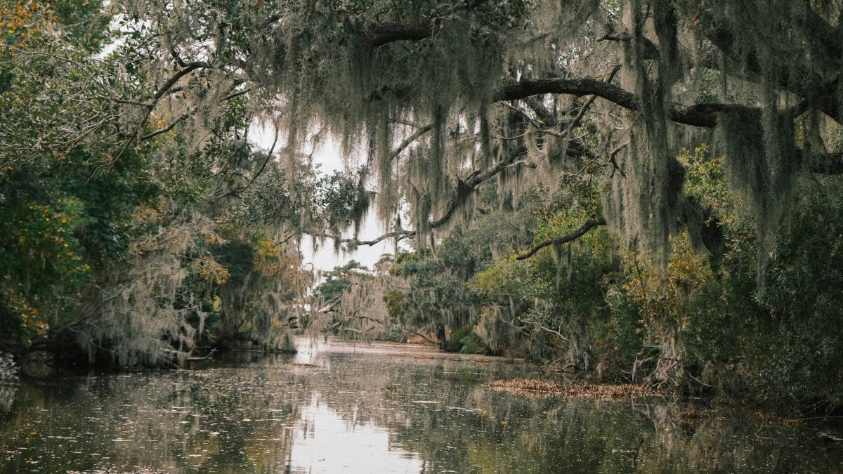 Cajun Population by State 2026
