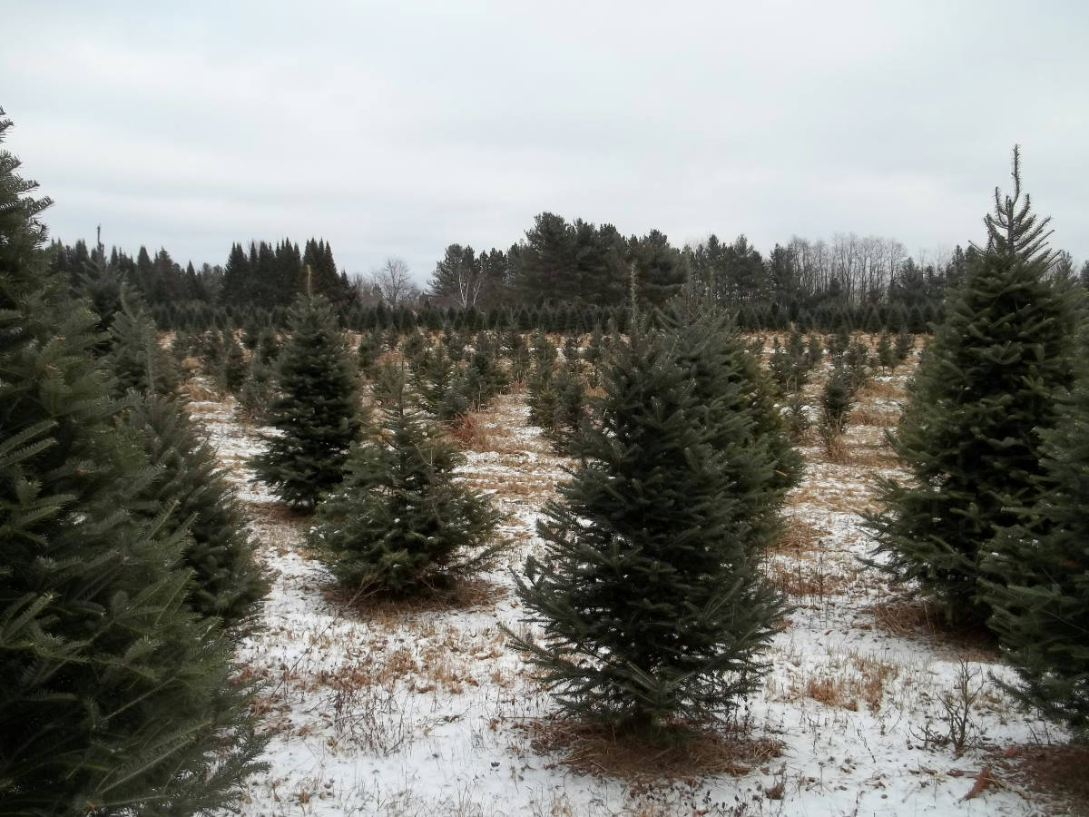 Christmas Tree Production by State 2026