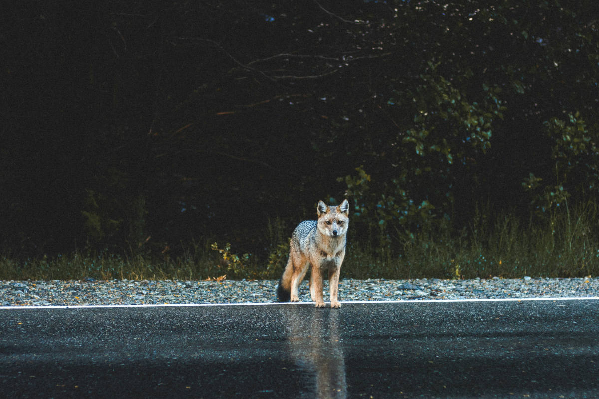 Coyote Population by State 2025