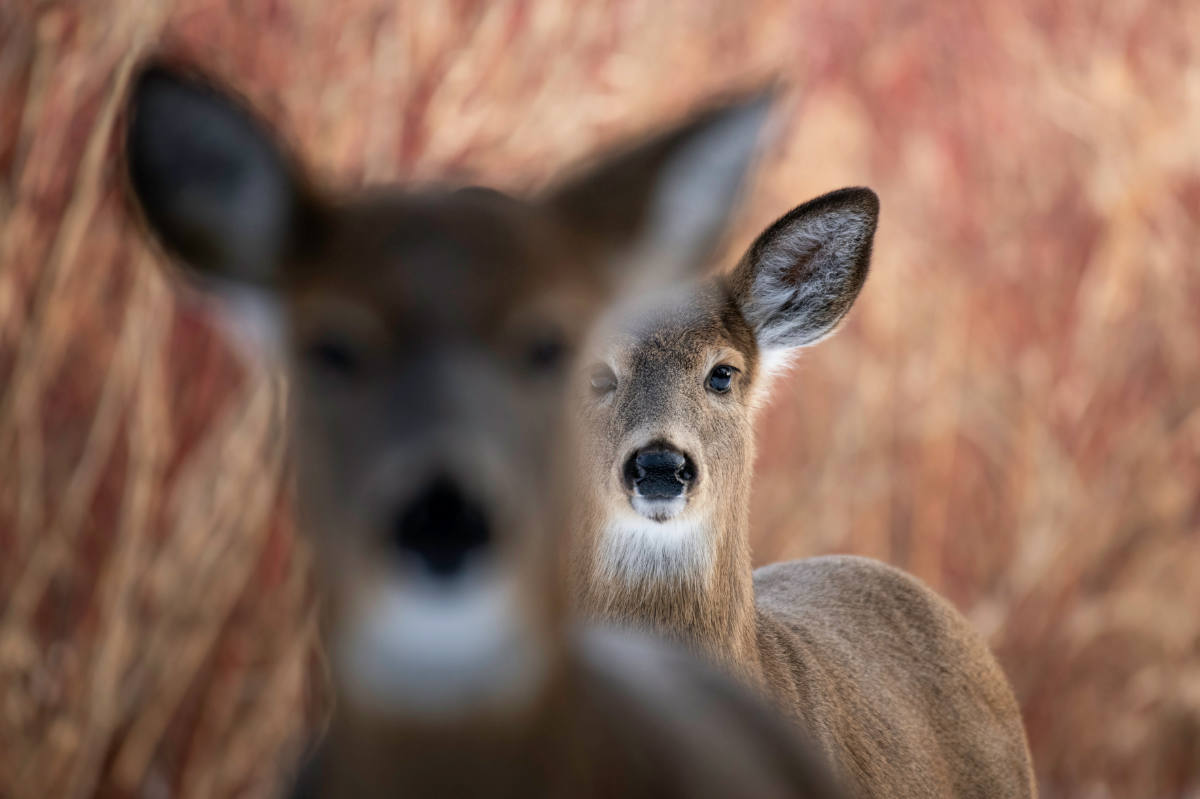 Deer Population by State 2026