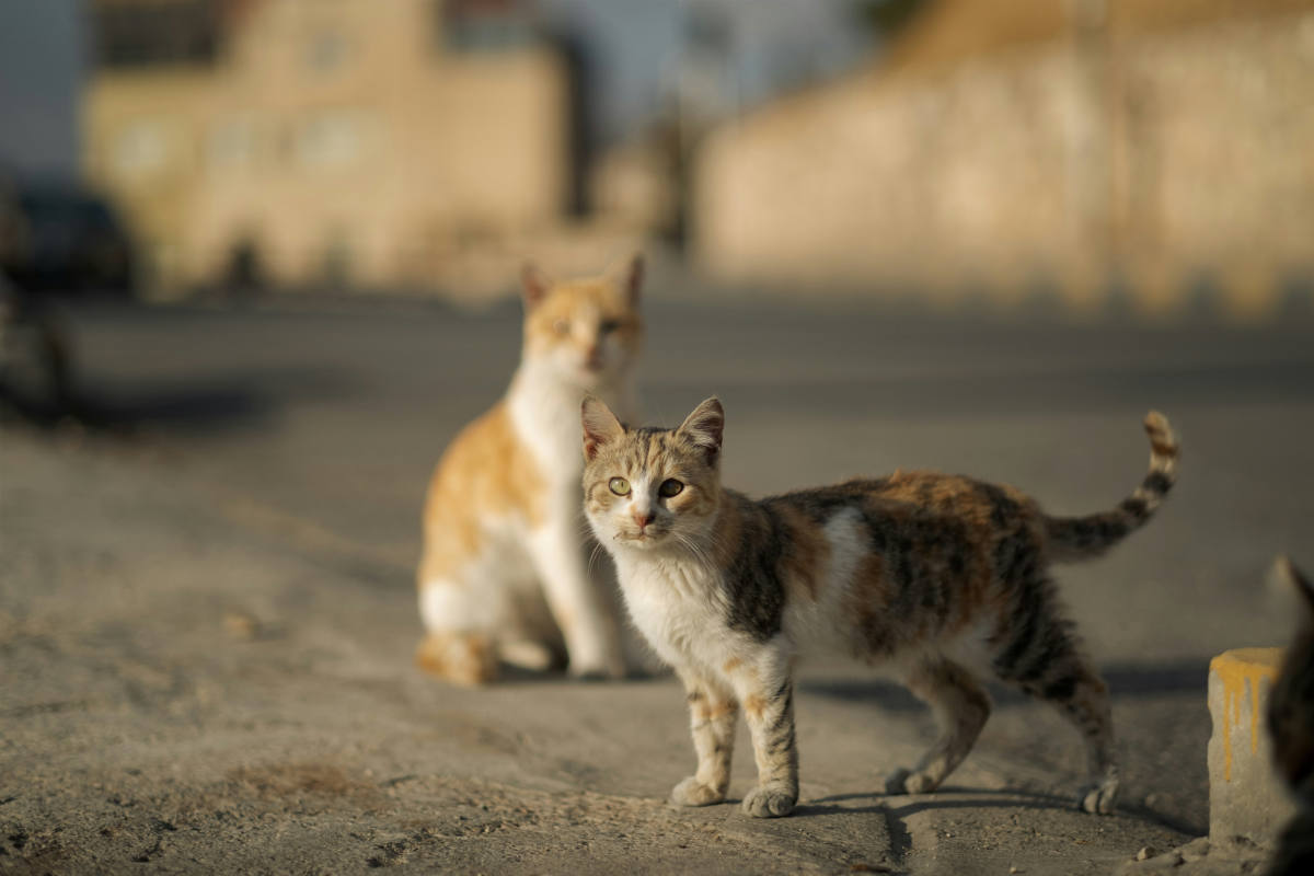 Feral Cat Laws by State 2025