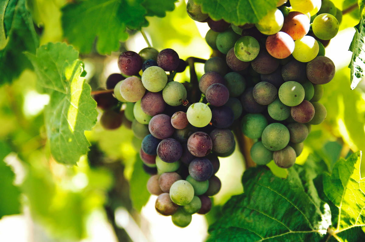 Grape Production by State 2025
