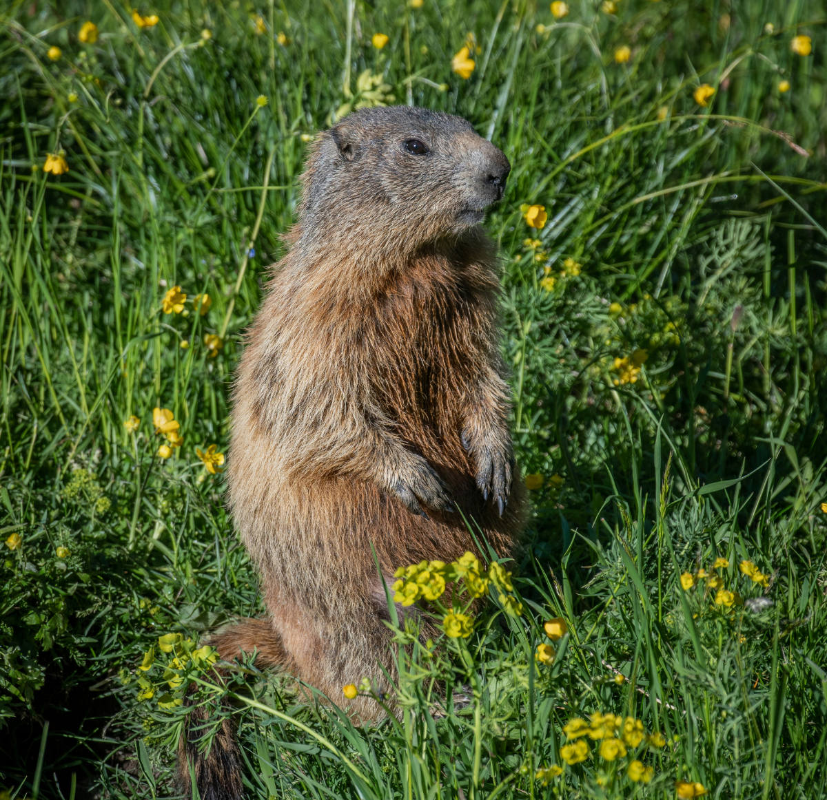 Groundhog Day by State 2026