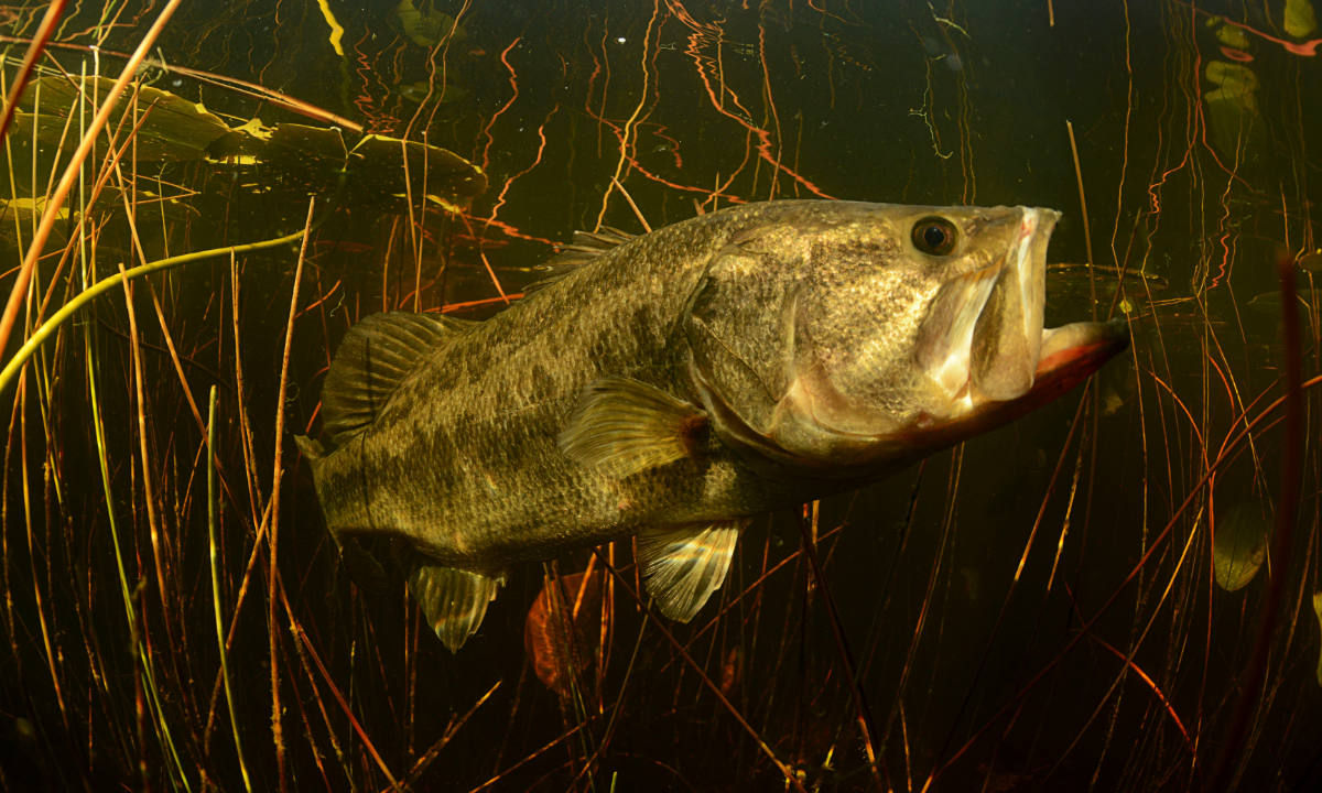 Largemouth Bass Record by State 2026