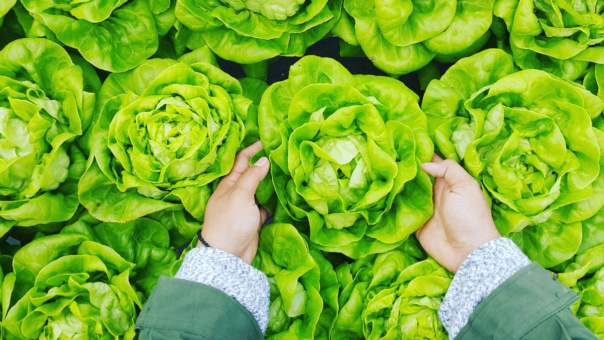 Lettuce Production by State 2026