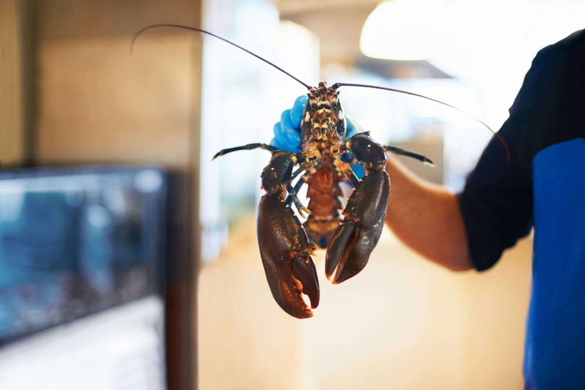 Lobster Production by State 2026