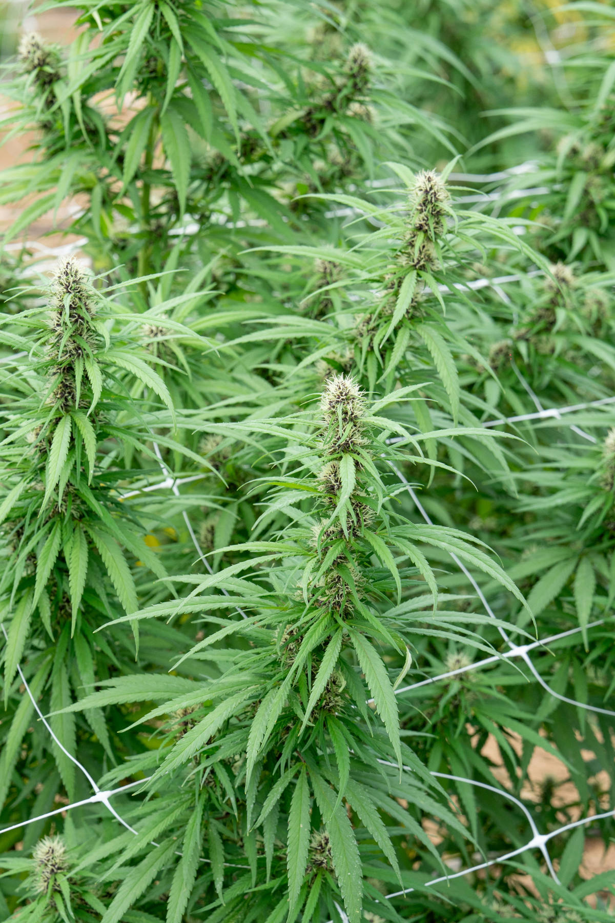Marijuana Production by State 2026