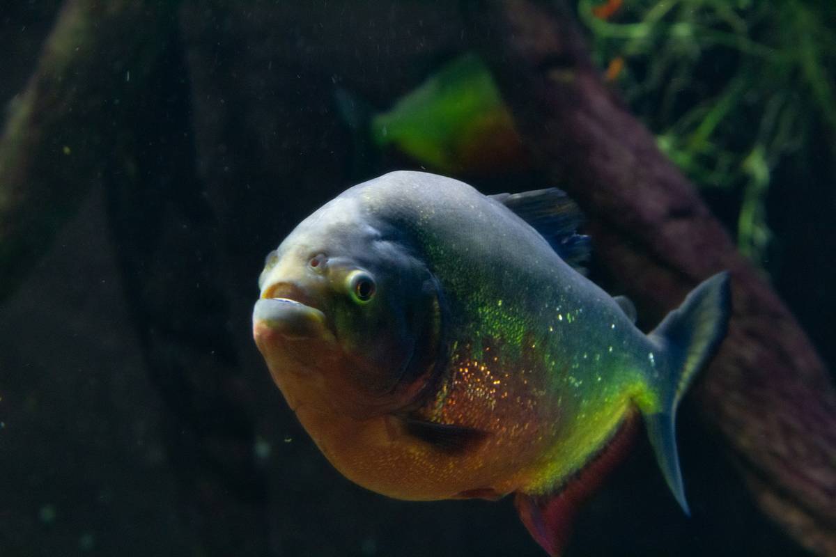 Piranha Legal States 2026