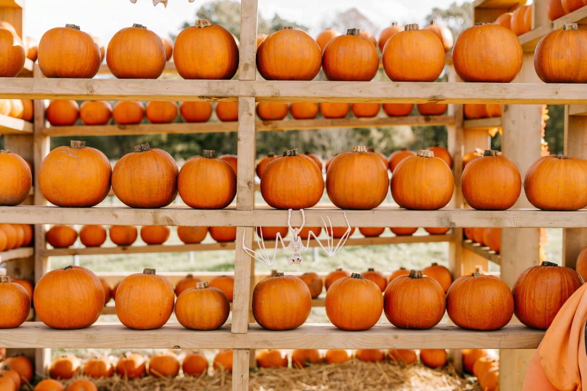 Pumpkin Production by State 2025