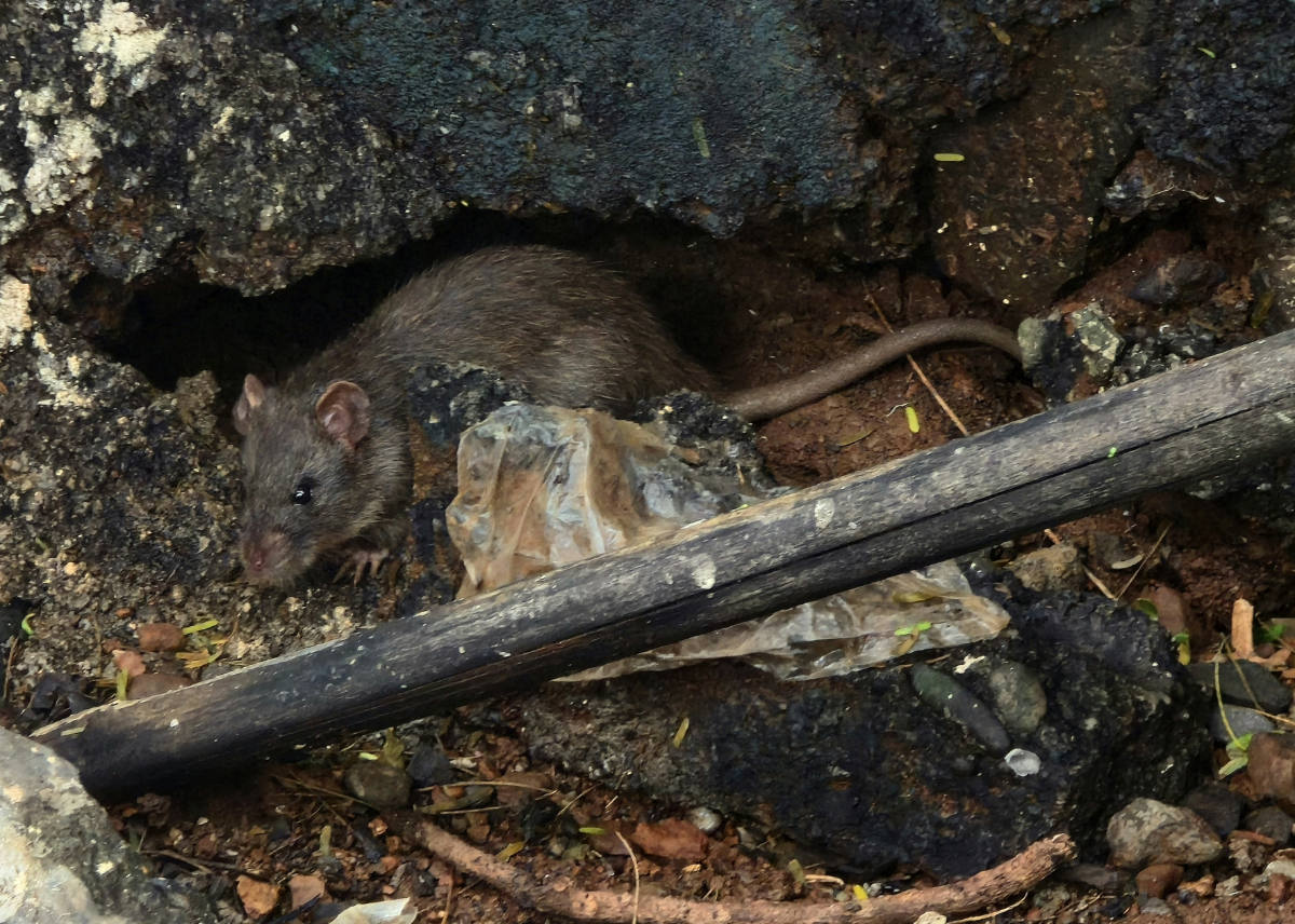 Rat Population by State 2025