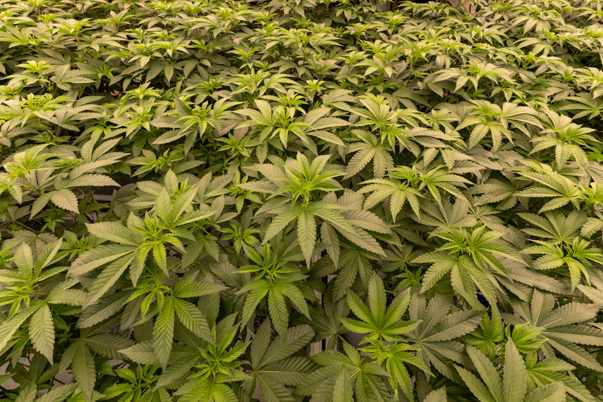 Recreational Weed States 2026