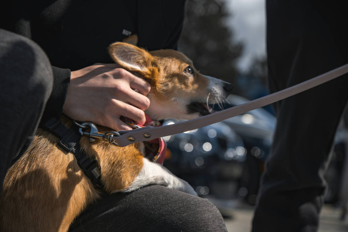 Service Animal Laws by State 2026