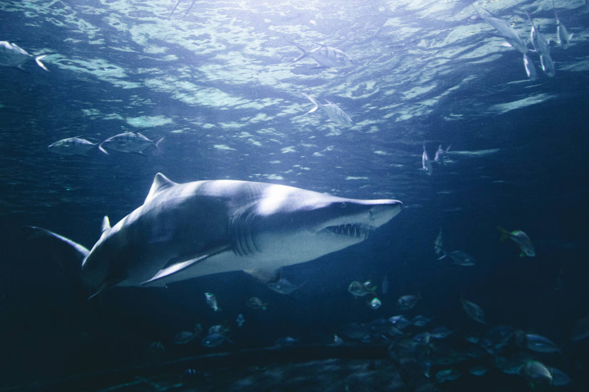 Shark Attacks by State 2026