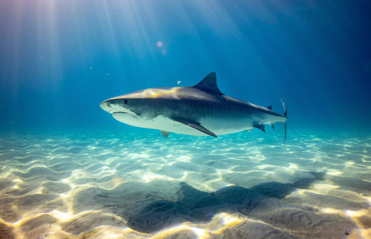 Shark Population by State 2026