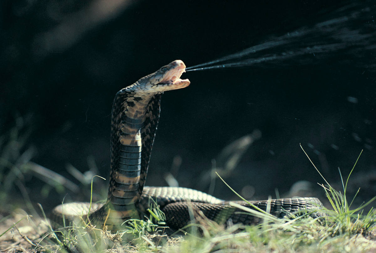 Snake Bite Statistics by State 2026