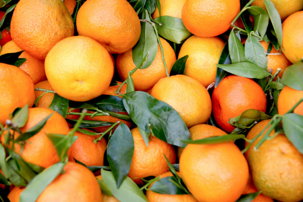 Tangerine Production by State 2026