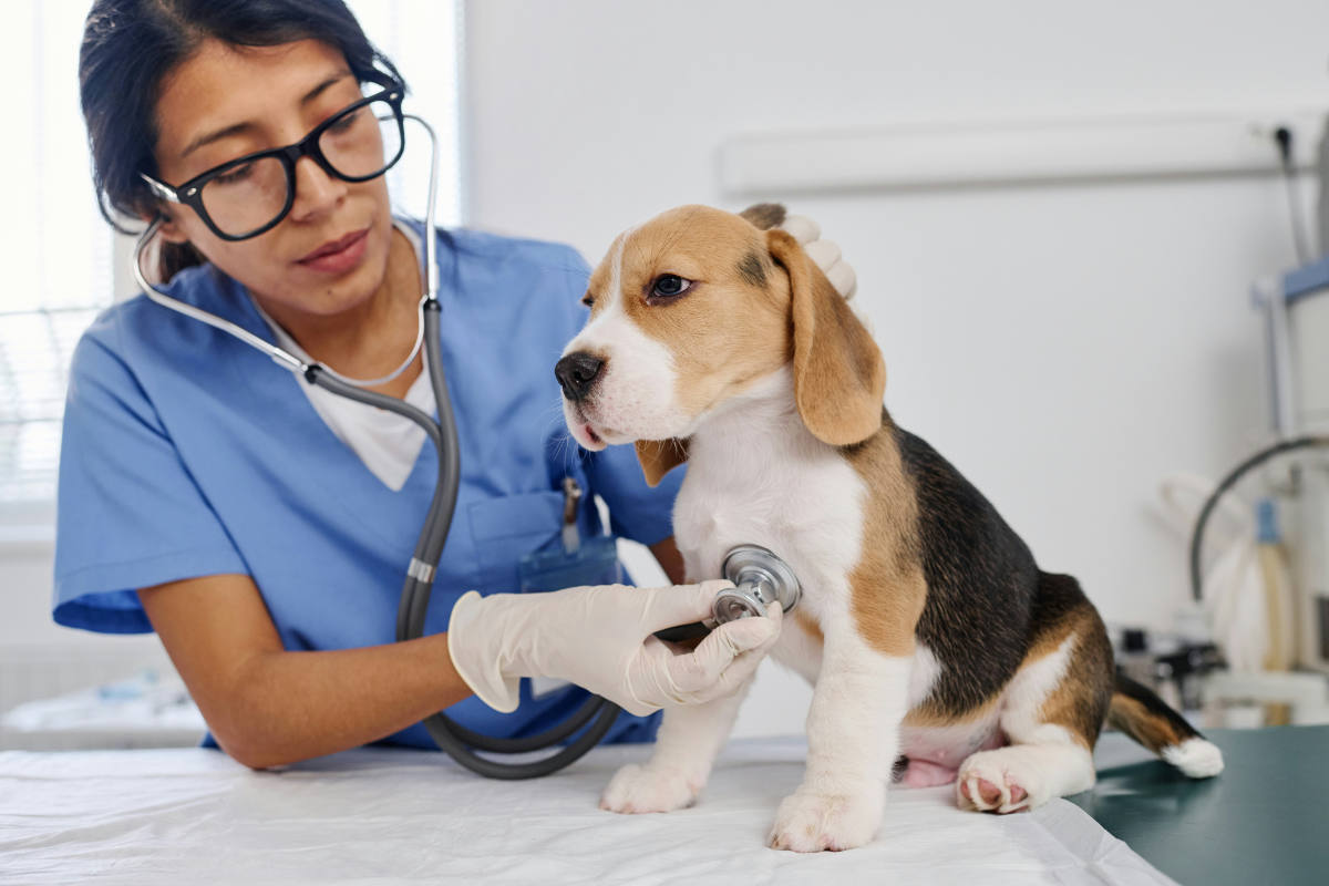 Veterinarian Salary by State 2026